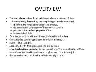 orign of the Notochord | PPTX