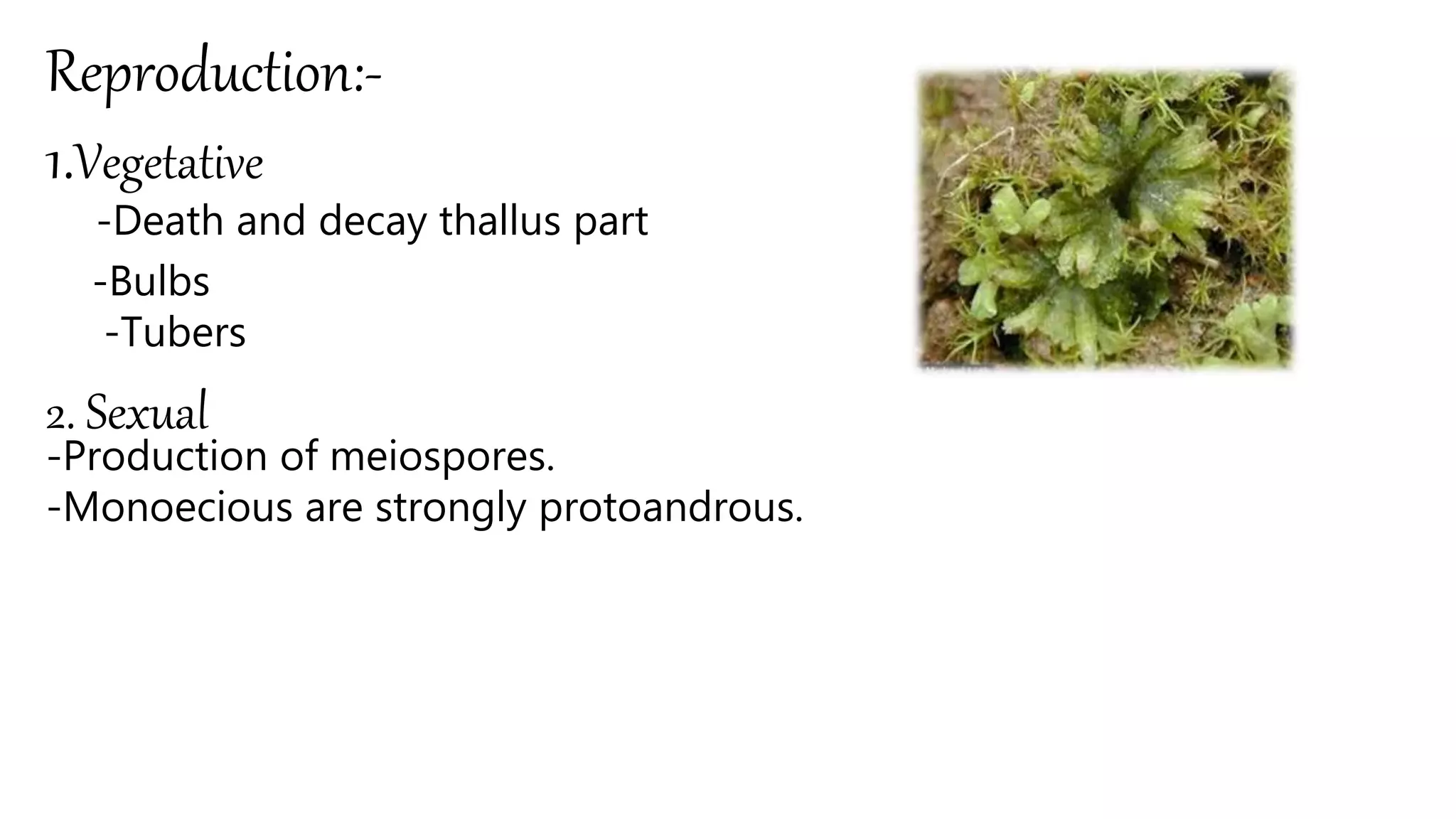 Notothylas by p.n | PPTX