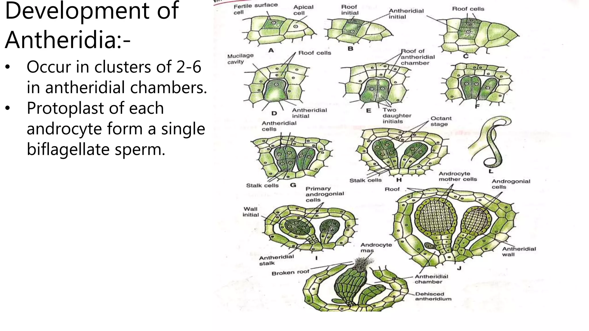 Notothylas by p.n | PPTX