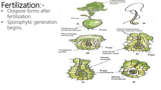 Notothylas by p.n | PPTX