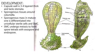 Notothylas by p.n | PPTX