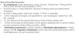 Notothylas by p.n | PPTX