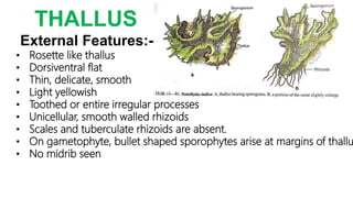 Notothylas by p.n | PPTX