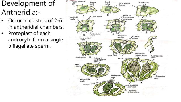 Notothylas by p.n | PPTX | Biological Sciences | Science