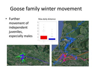 Family movement of GPS tracked geese | PPT