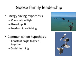 Family movement of GPS tracked geese | PPT