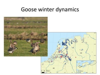 Family movement of GPS tracked geese | PPT