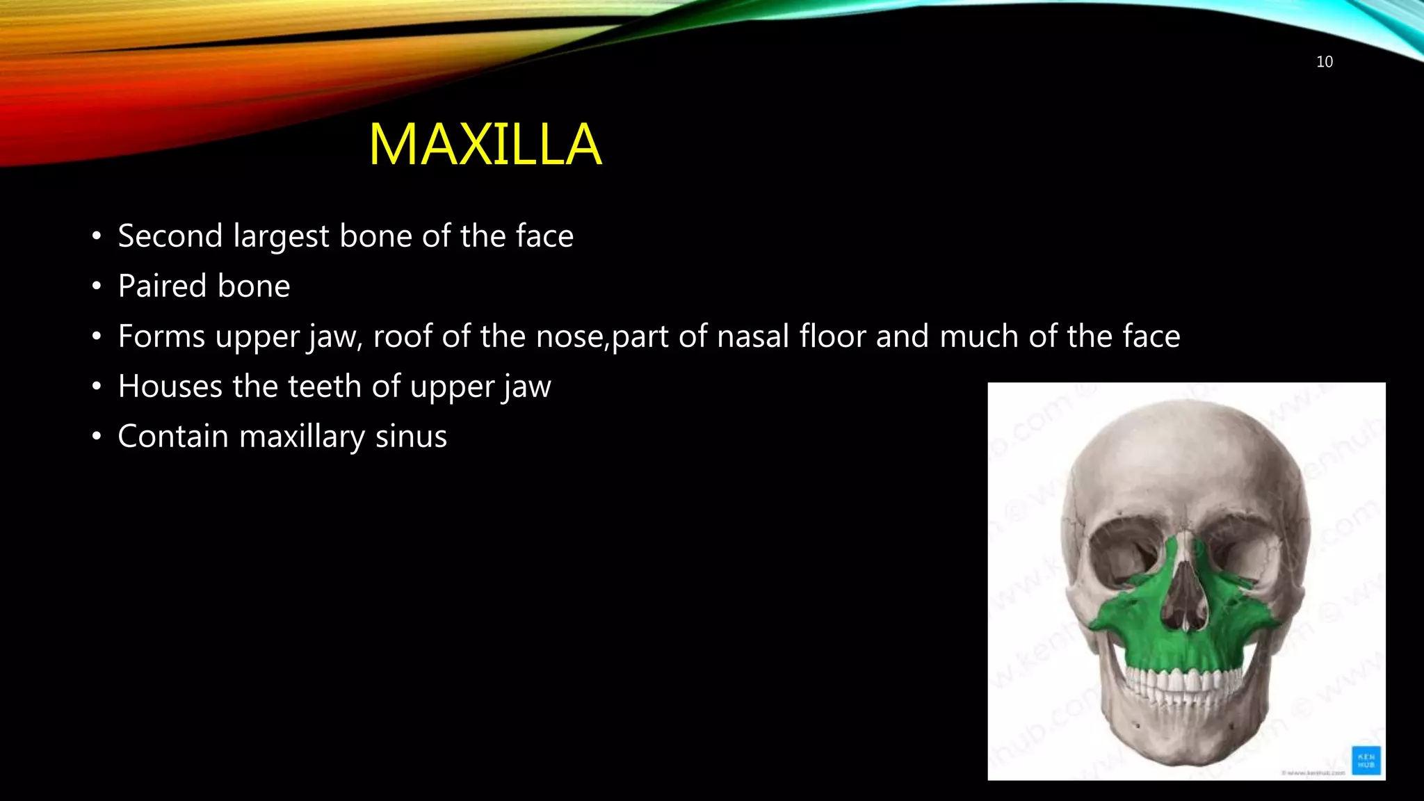 prenatal and post natal development of maxilla | PPTX