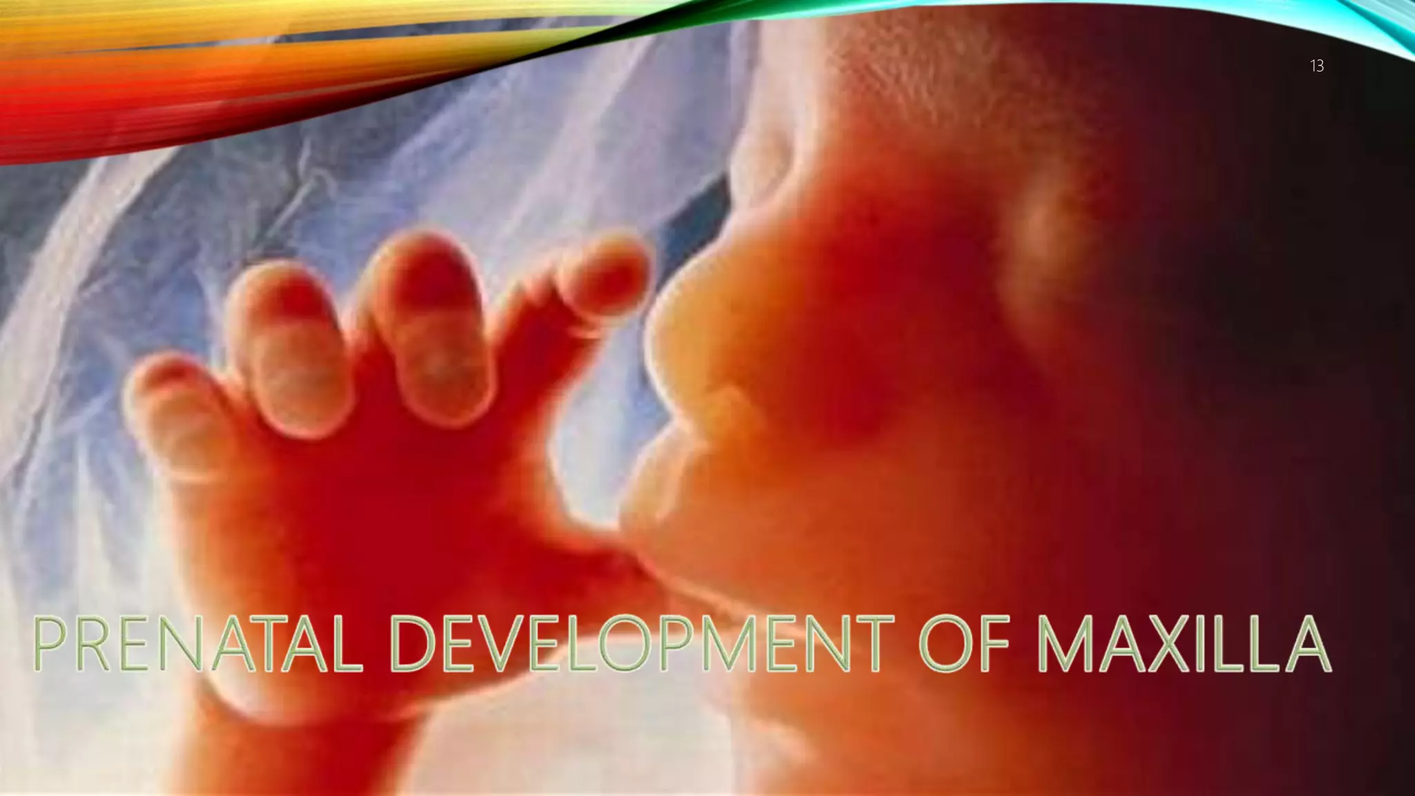 prenatal and post natal development of maxilla | PPTX