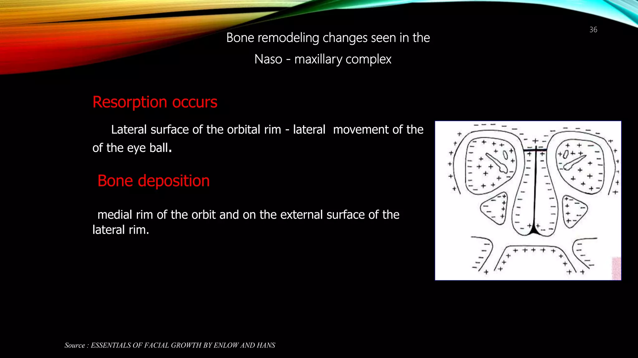 prenatal and post natal development of maxilla | PPTX