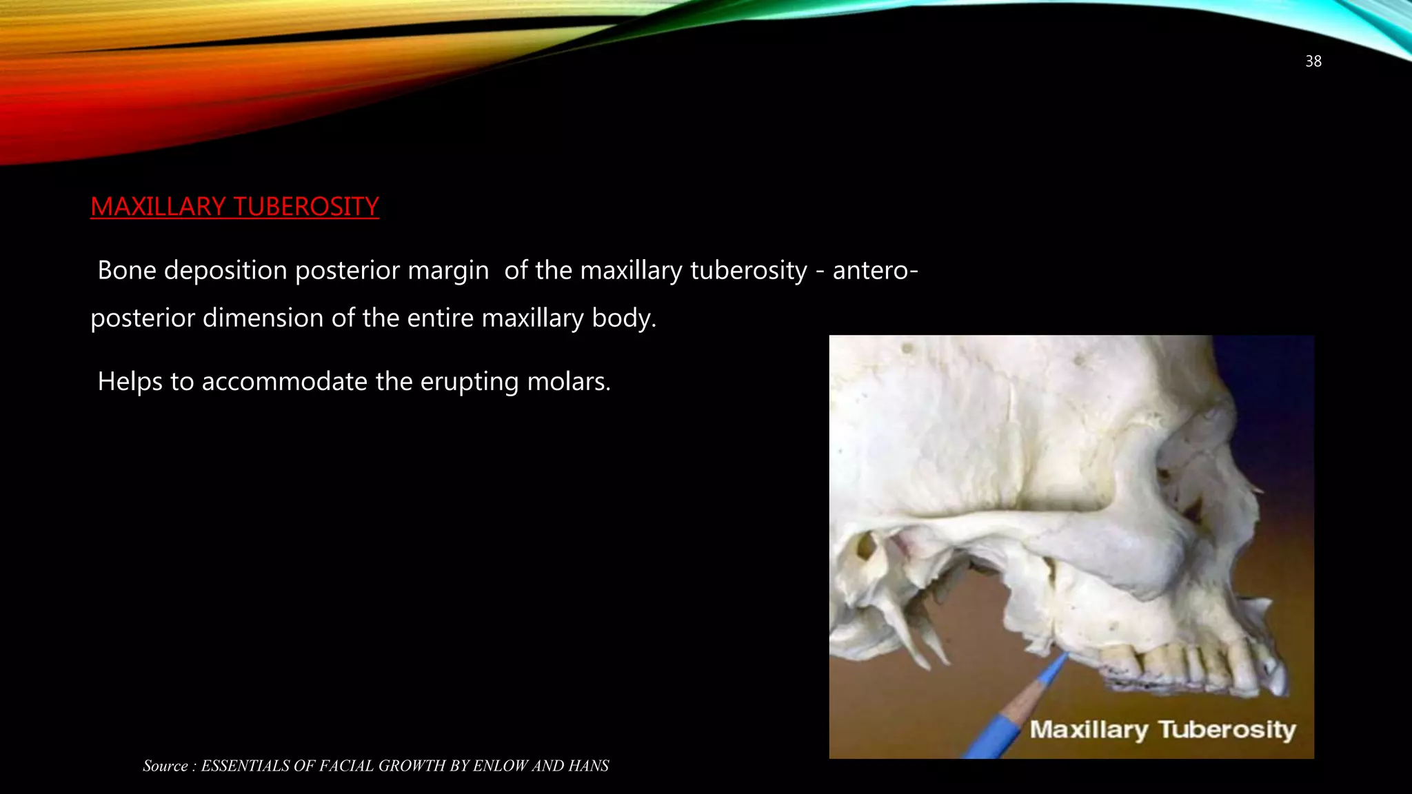 prenatal and post natal development of maxilla | PPTX