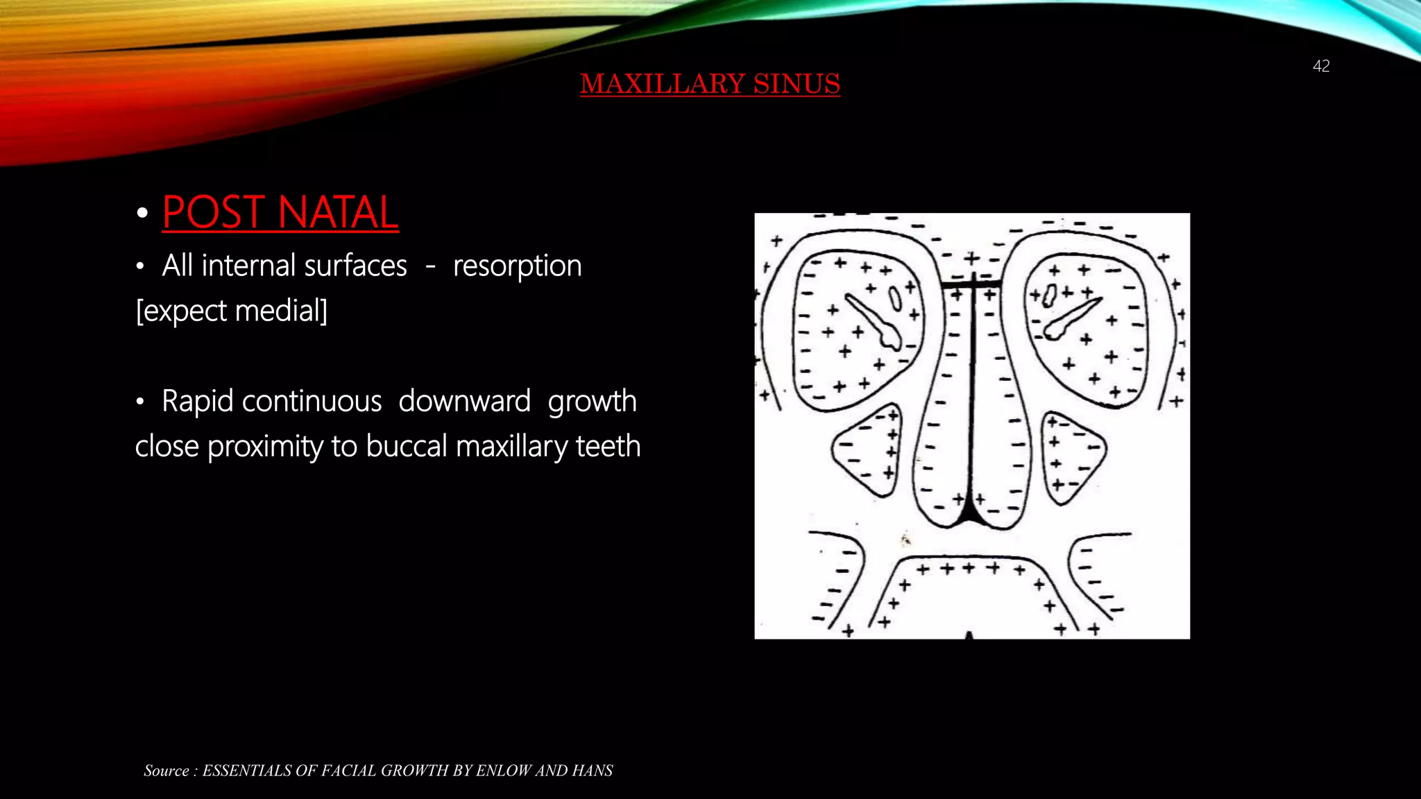 prenatal and post natal development of maxilla | PPTX