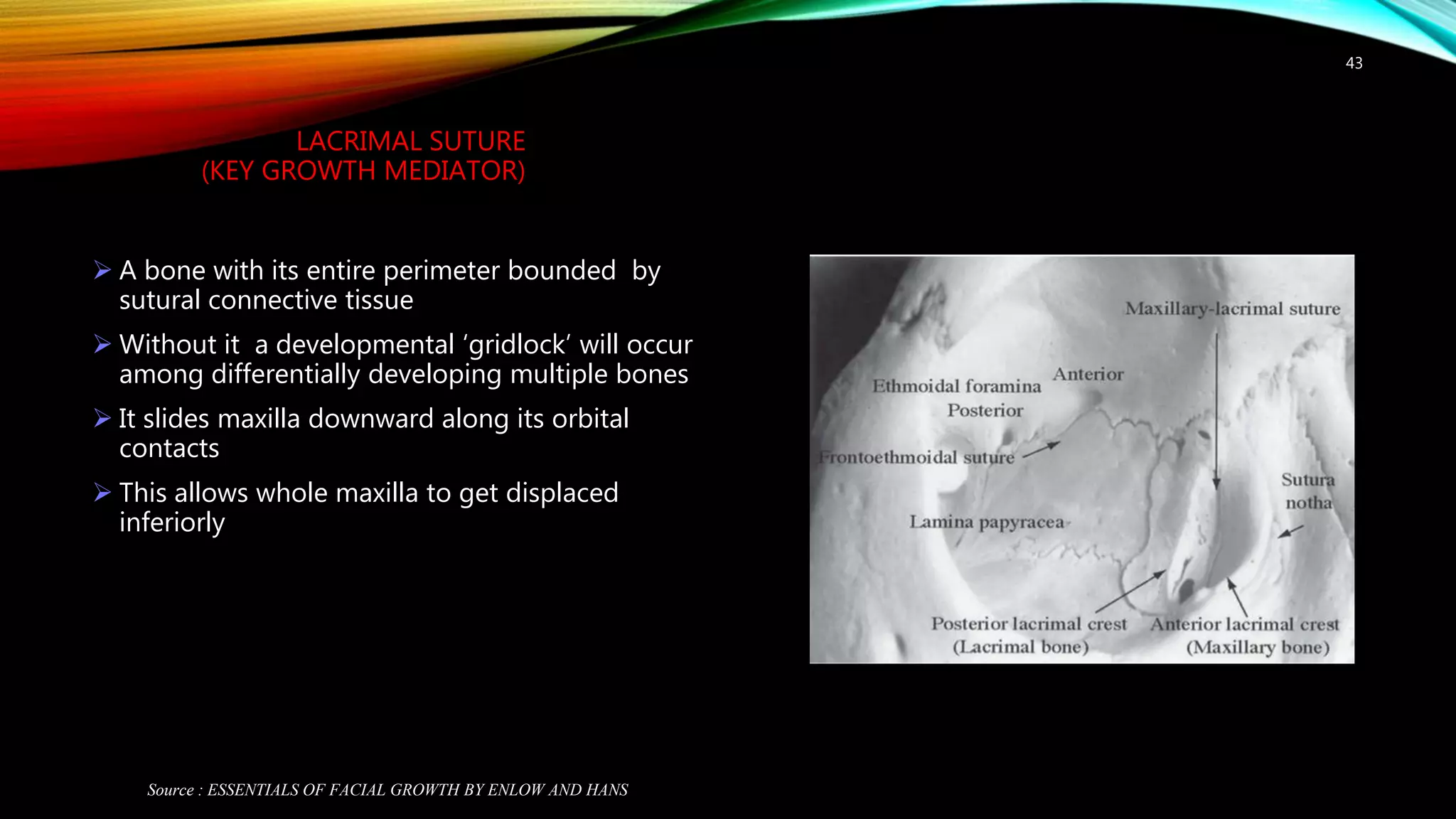 prenatal and post natal development of maxilla | PPTX