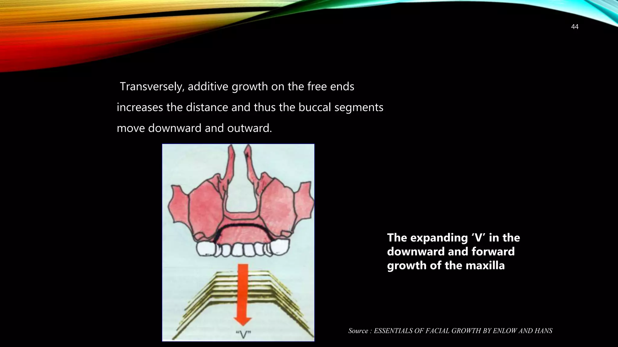 prenatal and post natal development of maxilla | PPTX