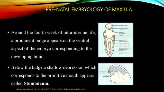 prenatal and post natal development of maxilla | PPTX