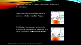 prenatal and post natal development of maxilla | PPTX