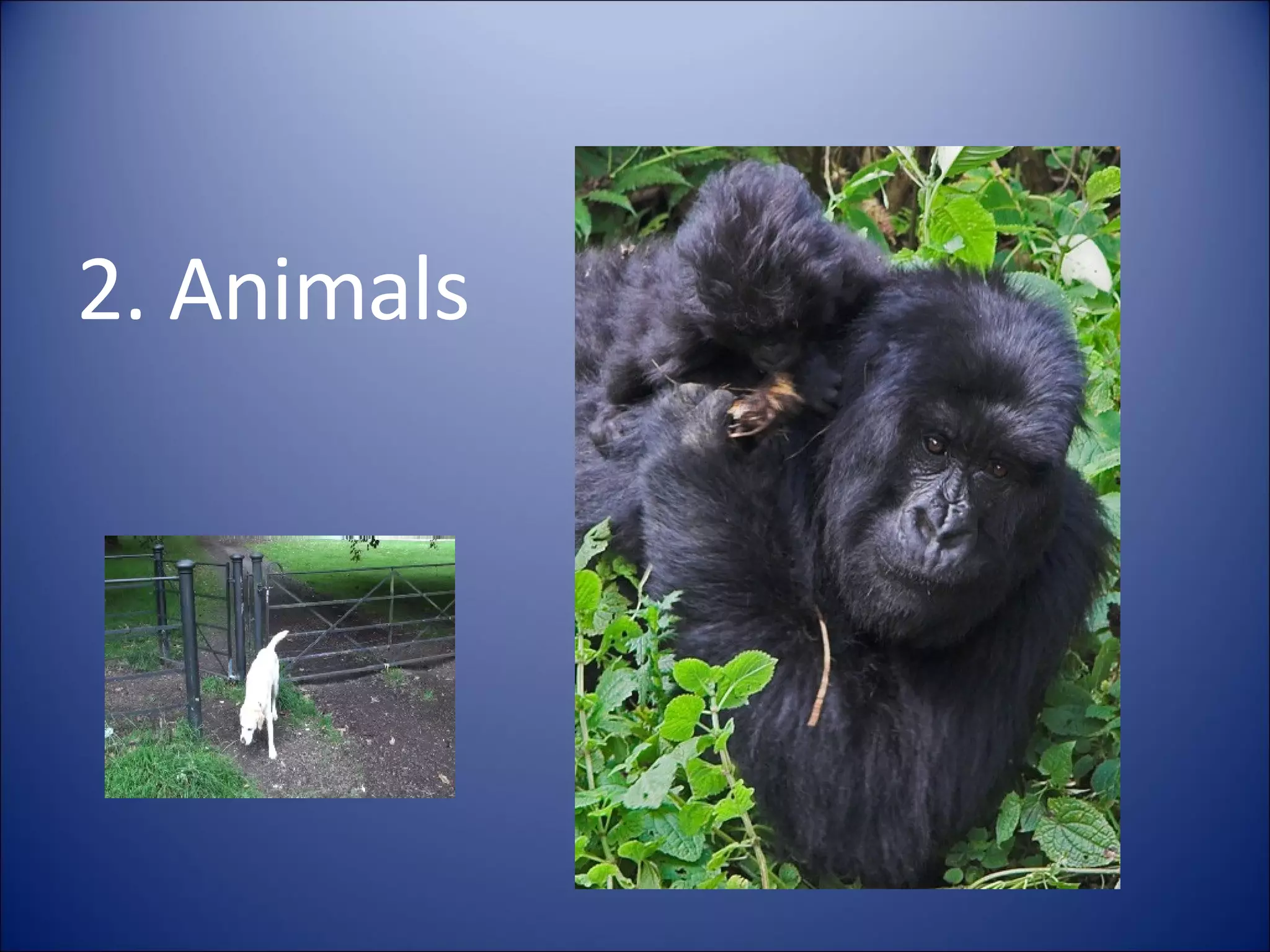 Nouns - Grade 6 Sept \'08 | PPT