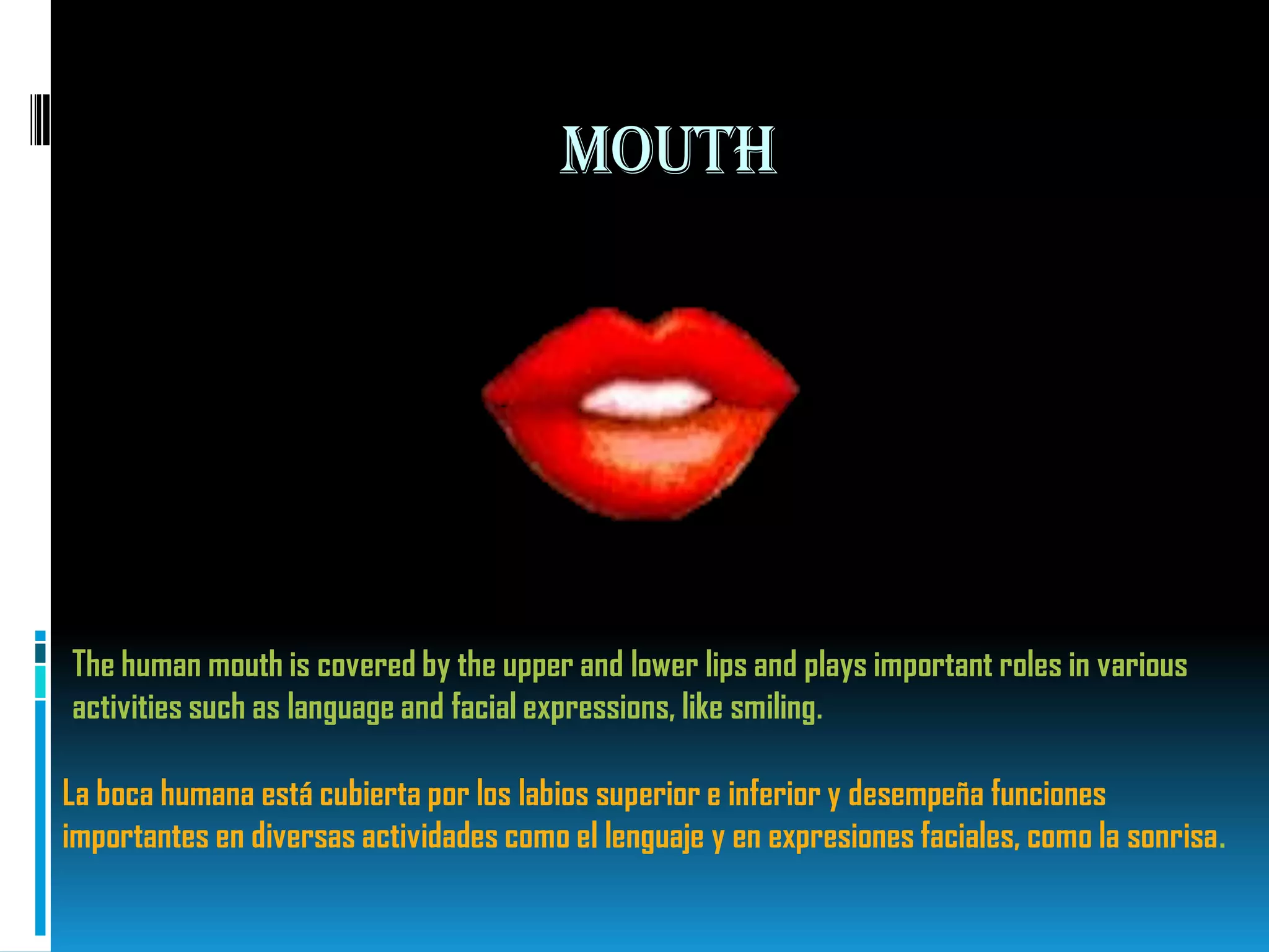 Nouns – parts of the body | PPTX | Ear, Nose and Throat Conditions ...