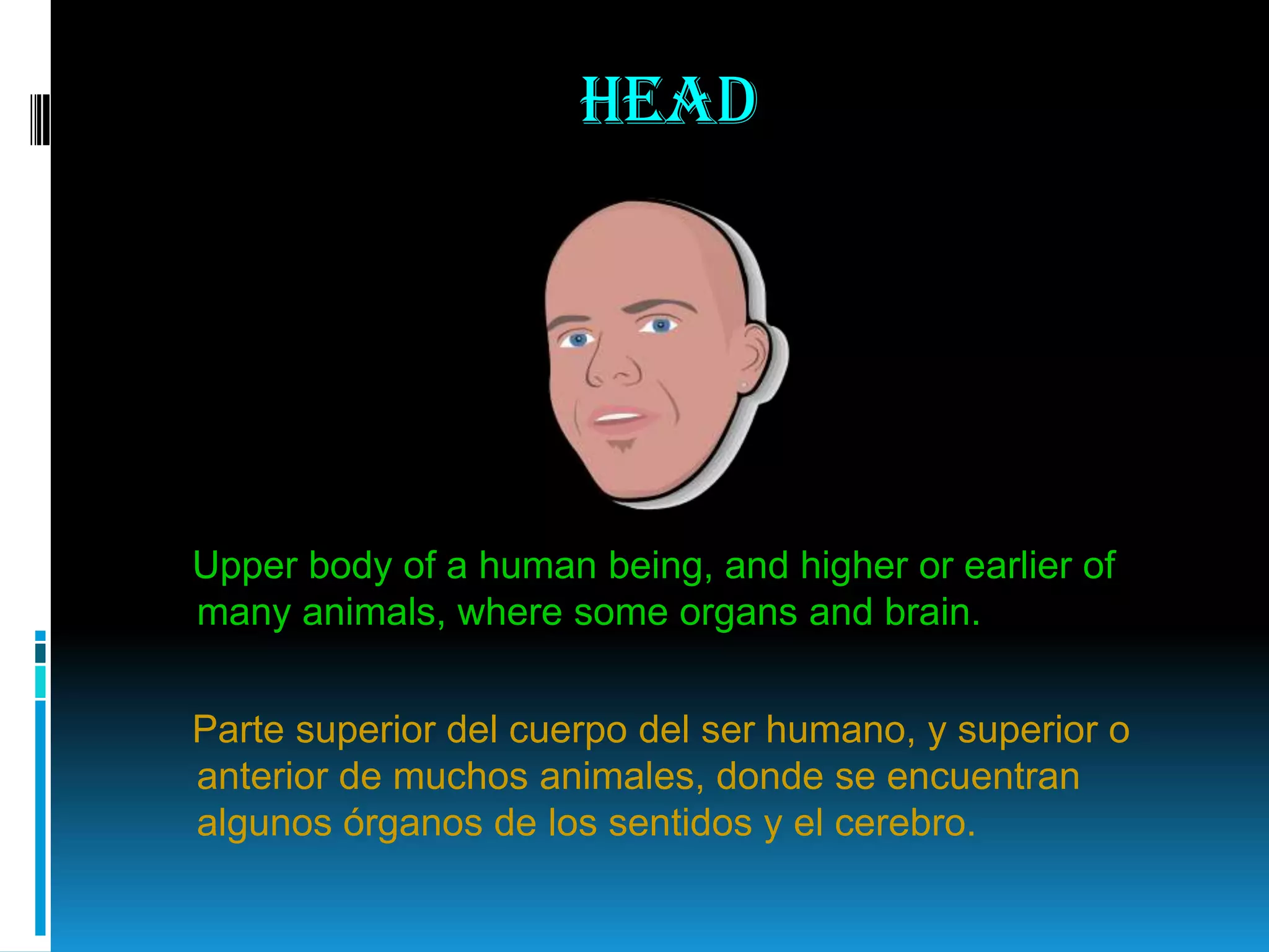 Nouns – parts of the body | PPTX | Ear, Nose and Throat Conditions ...