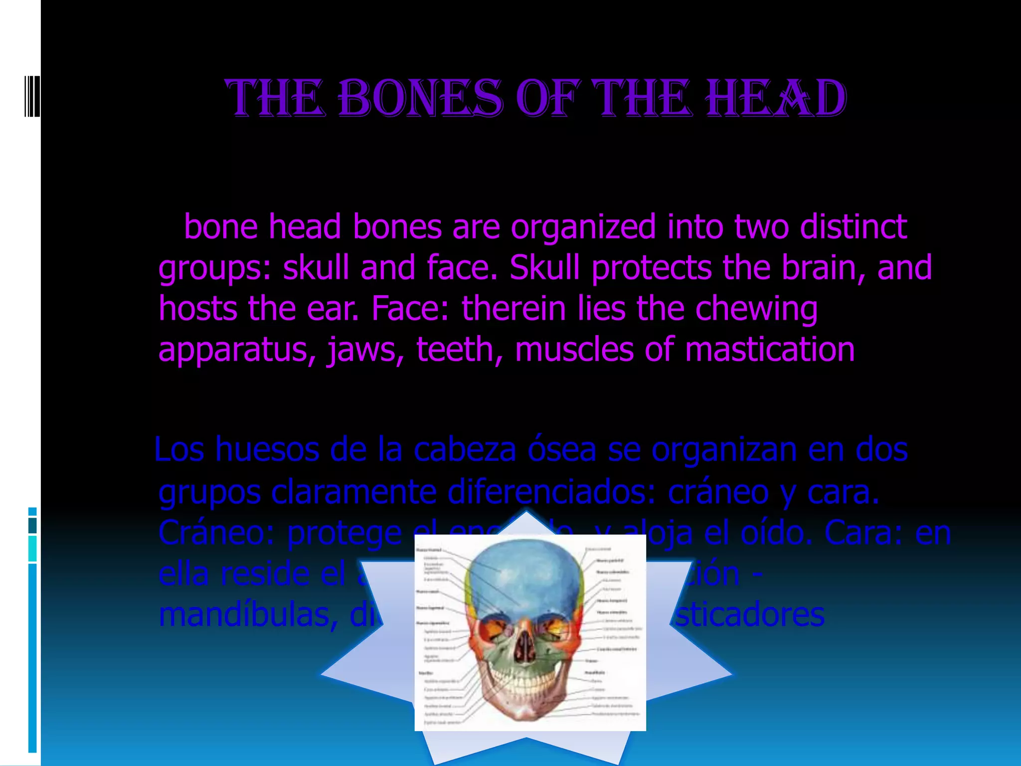 Nouns – parts of the body | PPTX | Ear, Nose and Throat Conditions ...