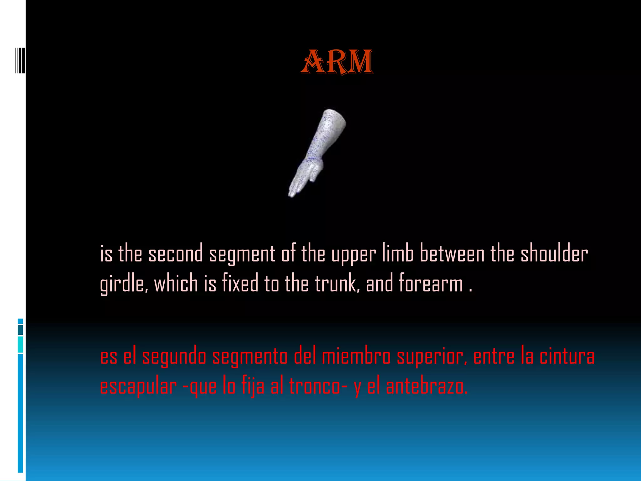 Nouns – parts of the body | PPTX | Ear, Nose and Throat Conditions ...
