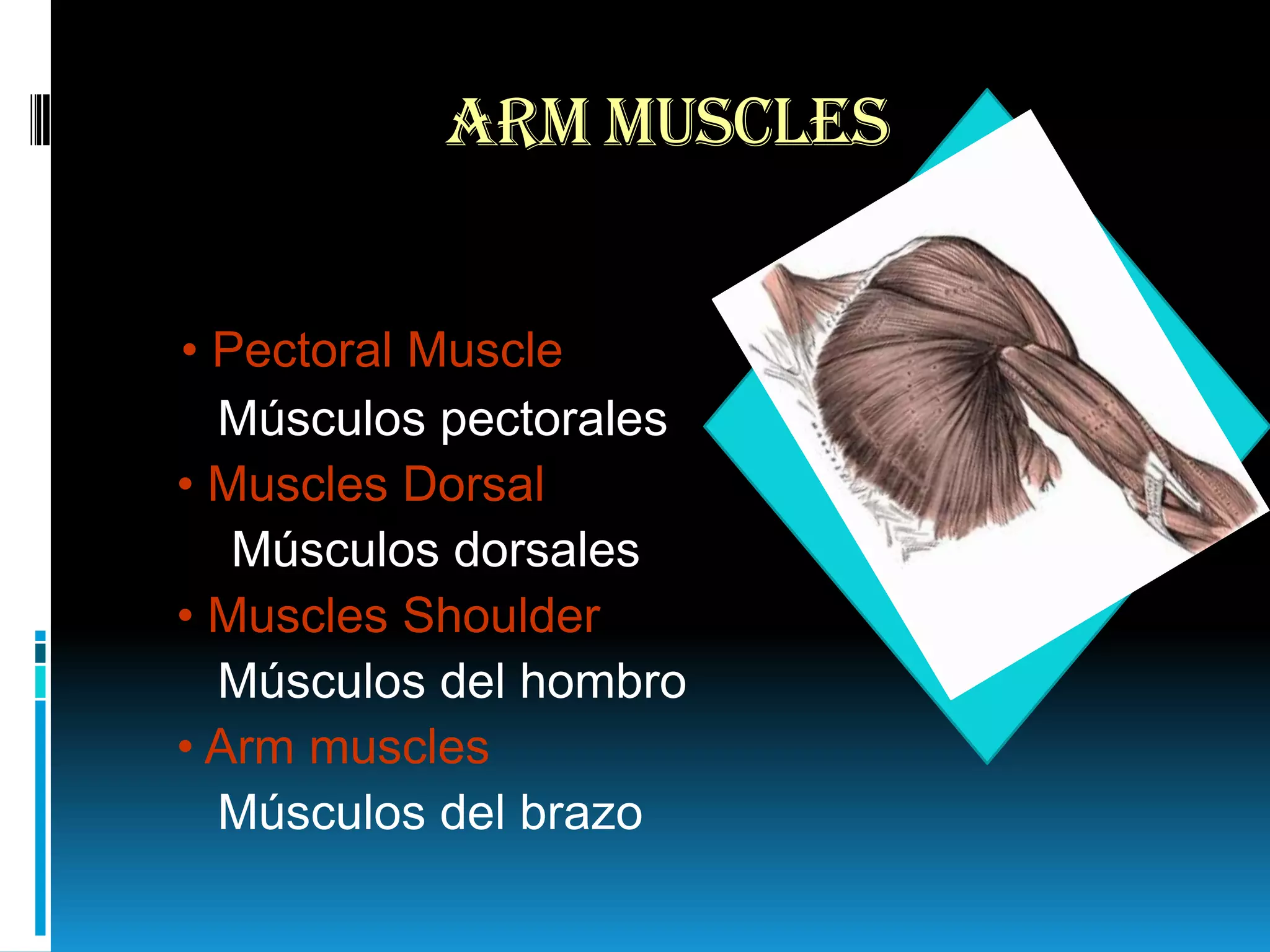 Nouns – parts of the body | PPTX | Ear, Nose and Throat Conditions ...