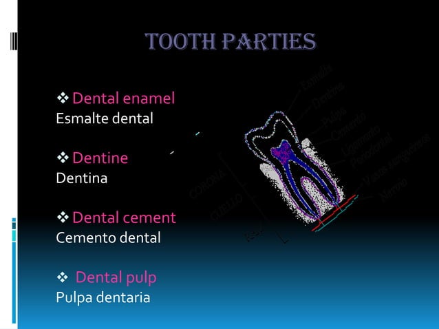 Nouns – parts of the body | PPTX | Ear, Nose and Throat Conditions ...