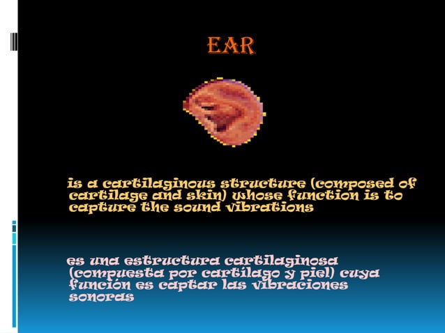 Nouns – parts of the body | PPTX | Ear, Nose and Throat Conditions ...