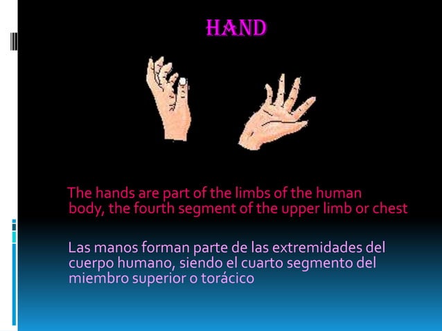 Nouns – parts of the body | PPTX | Ear, Nose and Throat Conditions ...