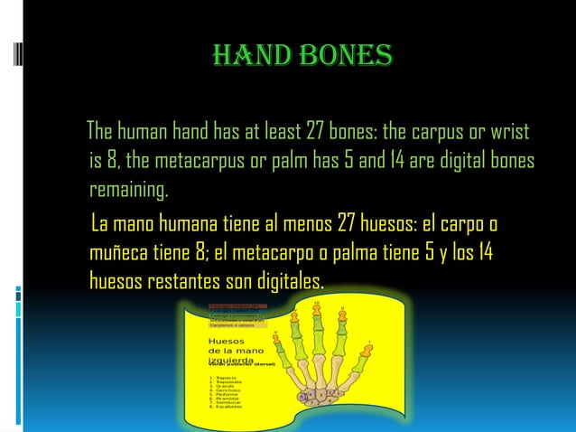 Nouns – parts of the body | PPTX | Ear, Nose and Throat Conditions ...