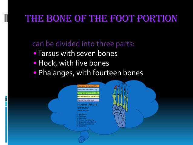 Nouns – parts of the body | PPTX | Ear, Nose and Throat Conditions ...