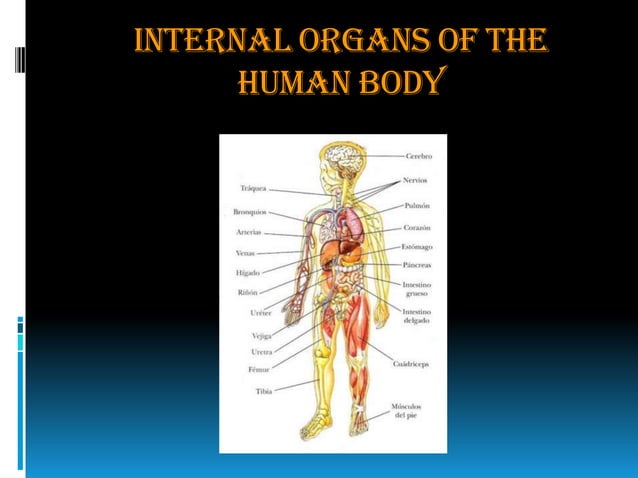 Nouns – parts of the body | PPTX | Ear, Nose and Throat Conditions ...