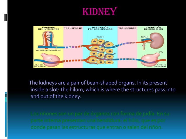 Nouns – parts of the body | PPTX | Ear, Nose and Throat Conditions ...