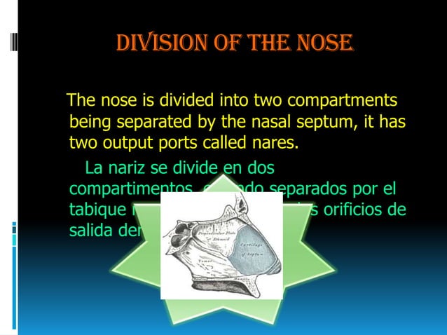 Nouns – parts of the body | PPTX | Ear, Nose and Throat Conditions ...