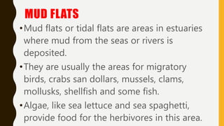 interactions among living things in estuary | PPTX