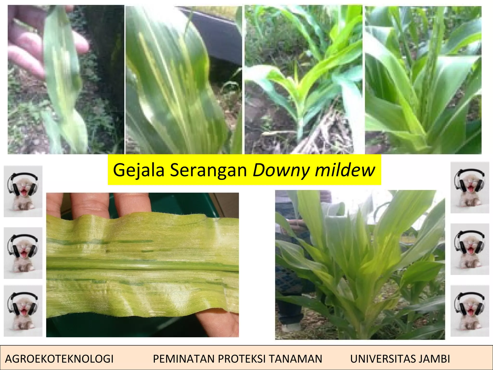 Penyakit Bulai Pada Jagung | PPT