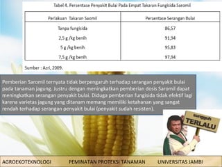 Penyakit Bulai Pada Jagung | PPT