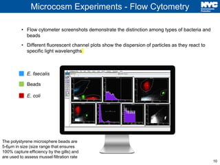 NYC DEP update on Ribbed Mussel potential for treating pathogens in ...