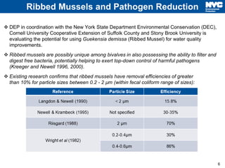 NYC DEP update on Ribbed Mussel potential for treating pathogens in ...