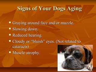 November is senior pet month! | PPT