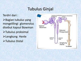 Novianty putri xi ipa 2 biologi sistem eksresi | PPT