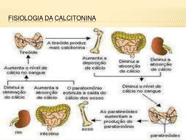 Fisiologia do Hormônio Calcitonina.