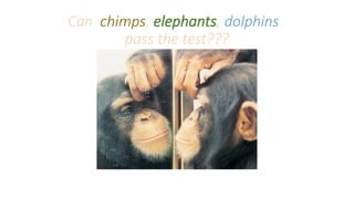 Mind development 1-2-3[Kids experience 3 stages of awareness,self ...