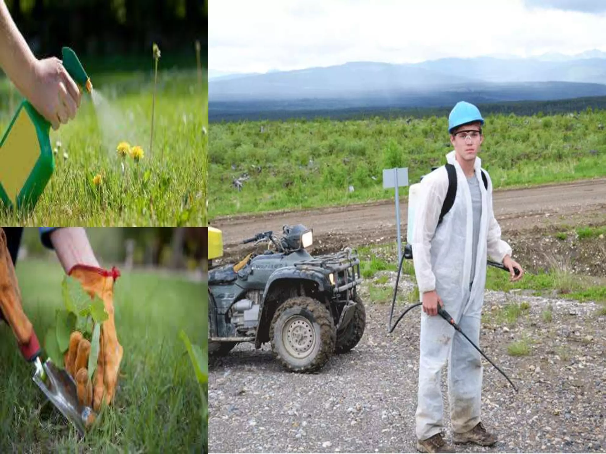 Noxious Weeds Alberta | PPTX
