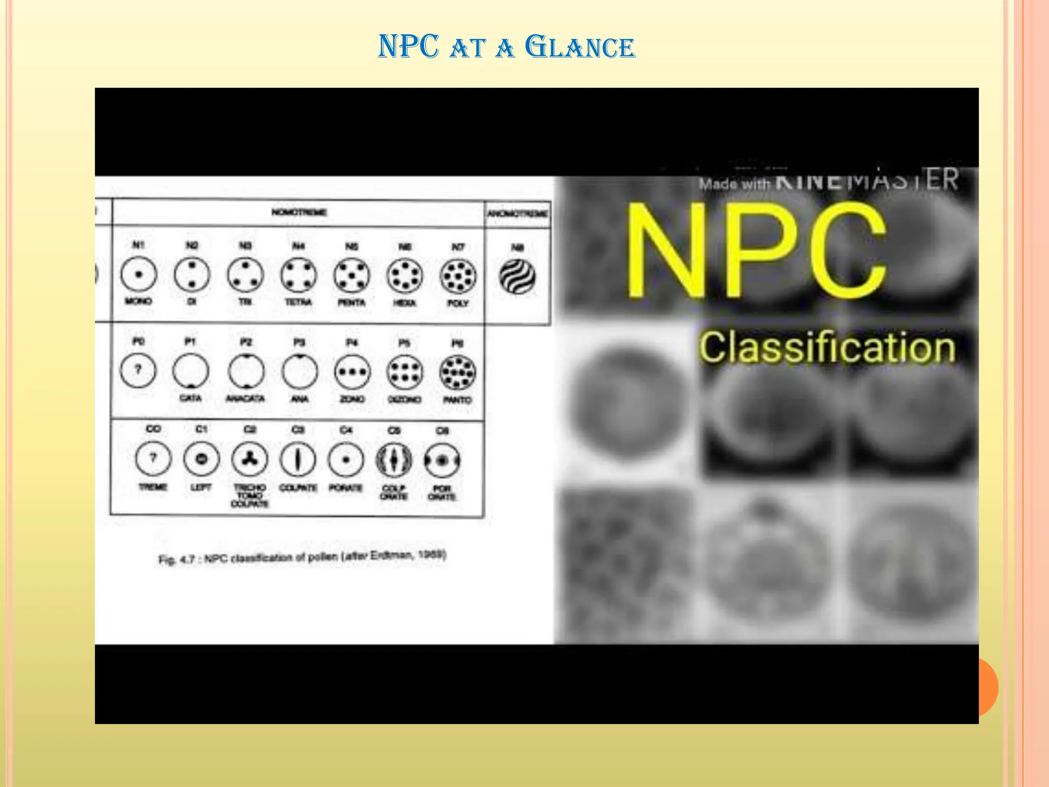 NPC and Palynology along with its importance . | PDF