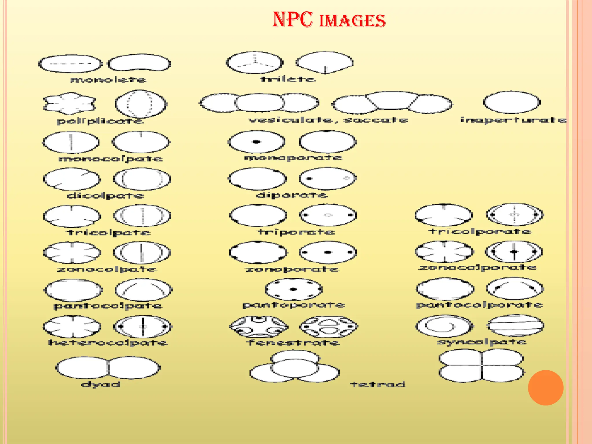 NPC and Palynology along with its importance . | PDF