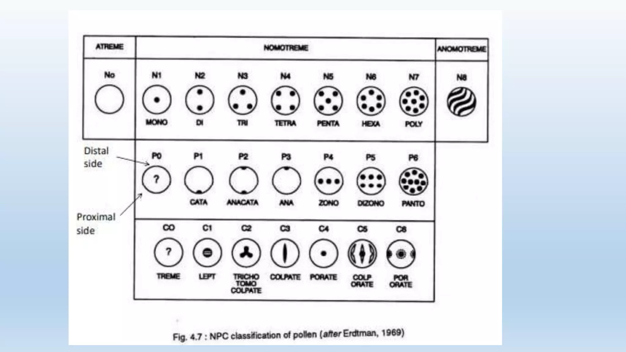 NPC classification/ systemm , Bsc. botany | PPTX