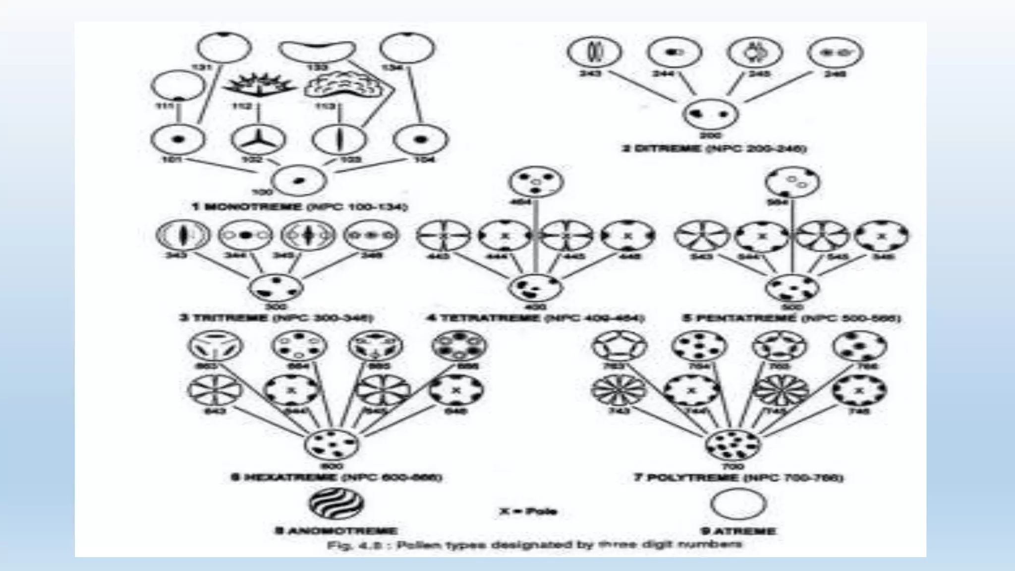 NPC classification/ systemm , Bsc. botany | PPTX