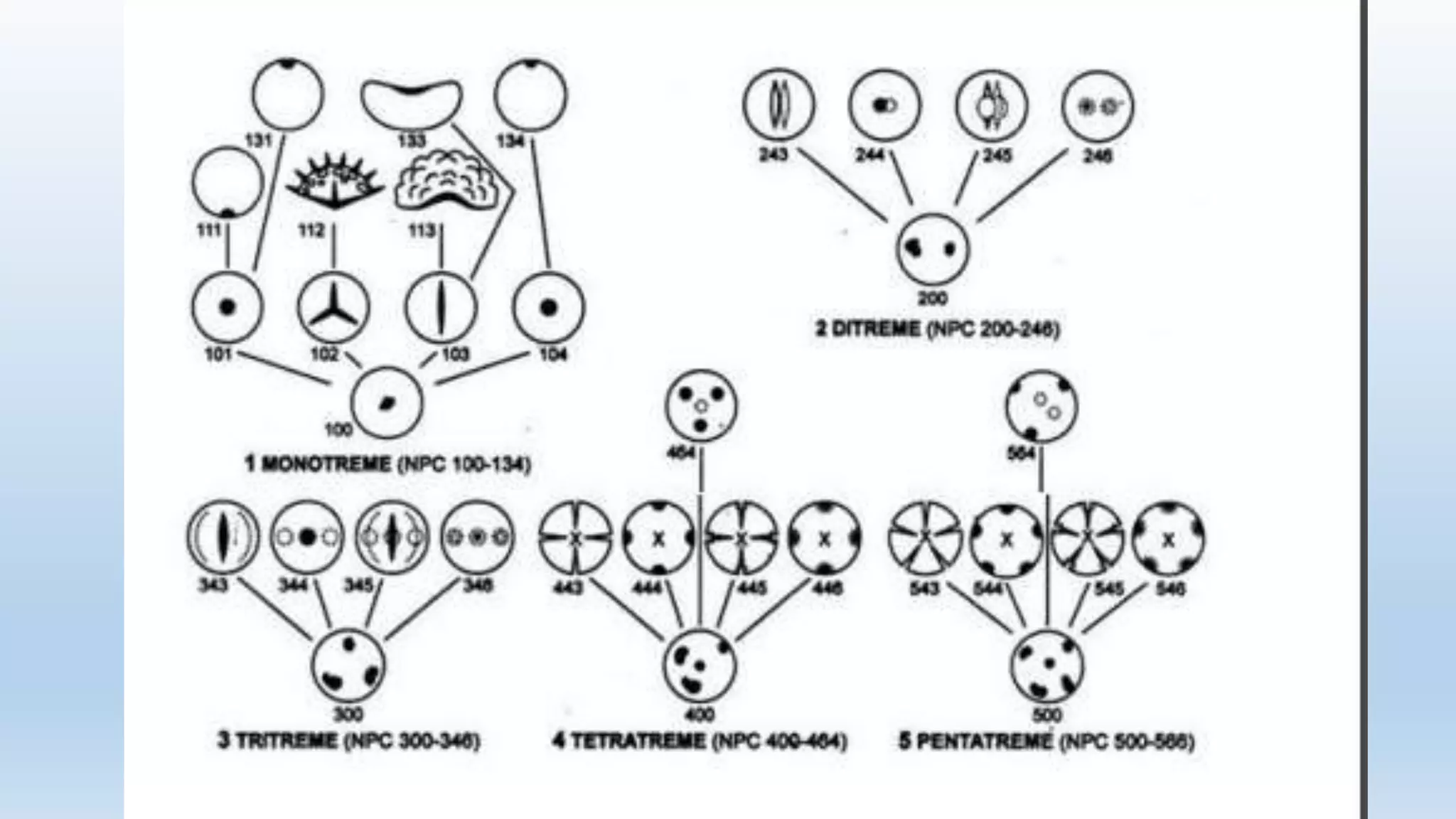 NPC classification/ systemm , Bsc. botany | PPTX