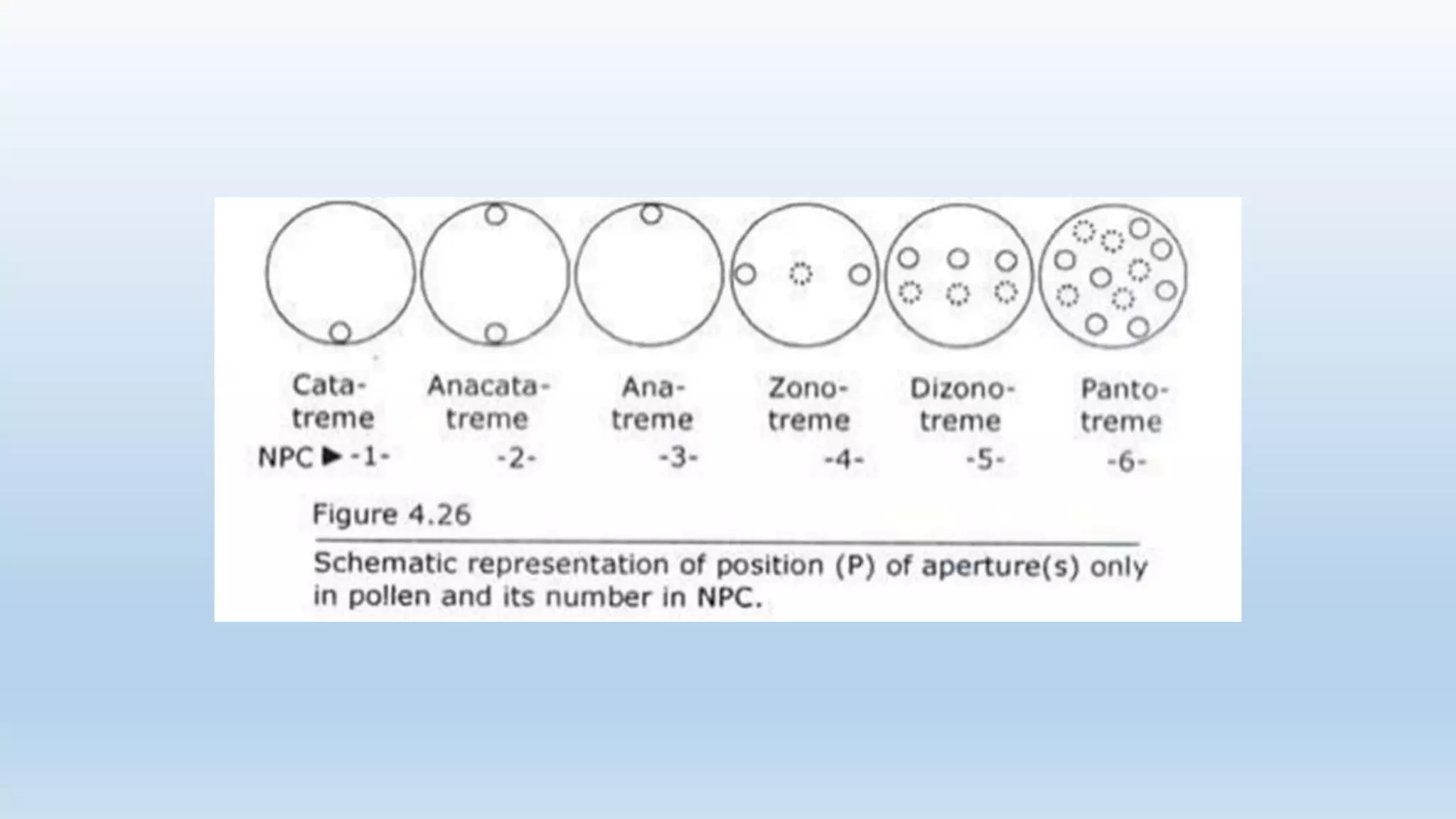 NPC classification/ systemm , Bsc. botany | PPTX